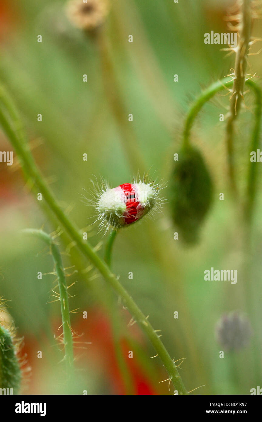 Israel Anemone coronaria AKA Spanish marigold or Kalanit in Hebrew ...