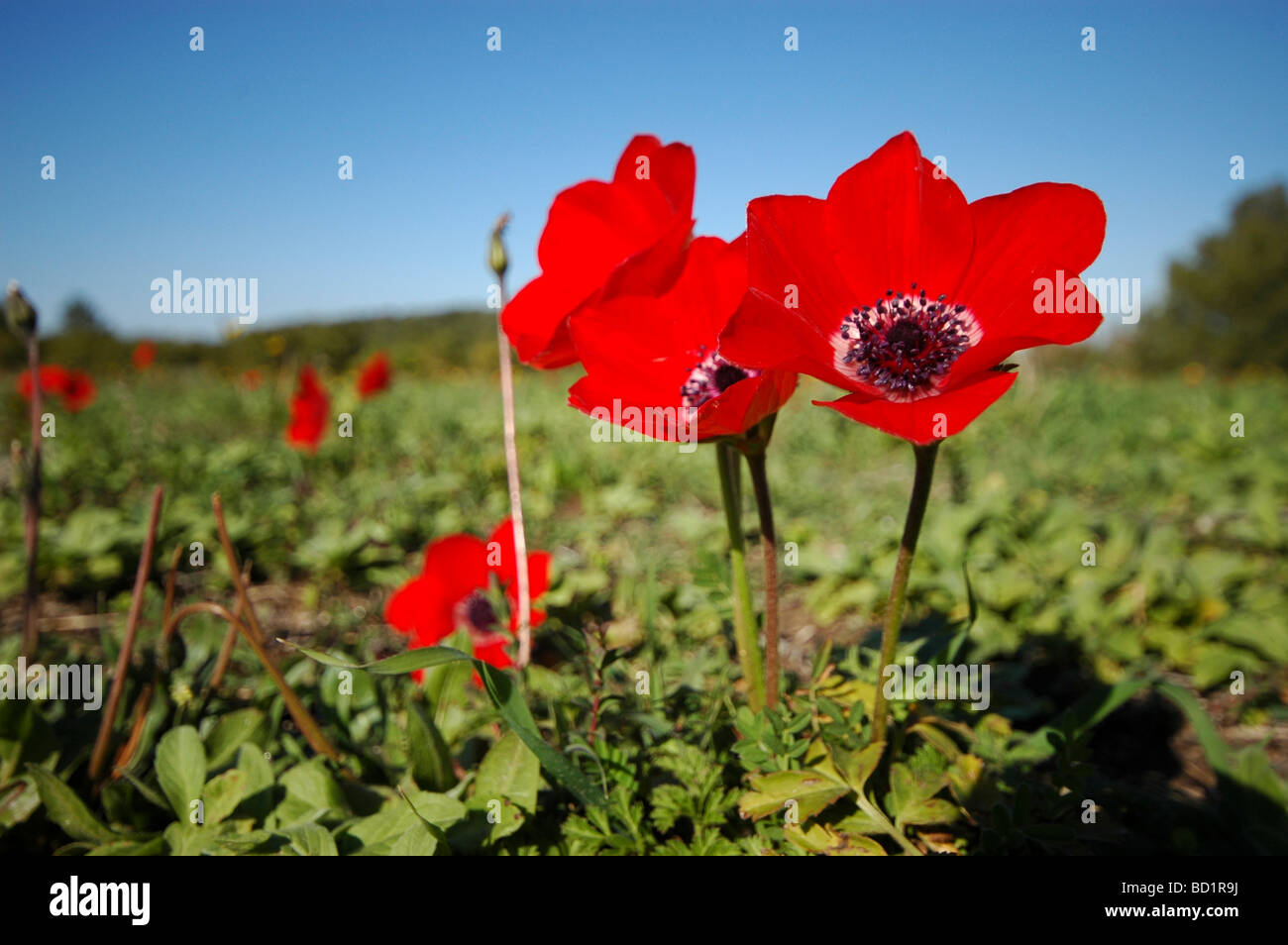 Israel Anemone coronaria AKA Spanish marigold or Kalanit in Hebrew ...