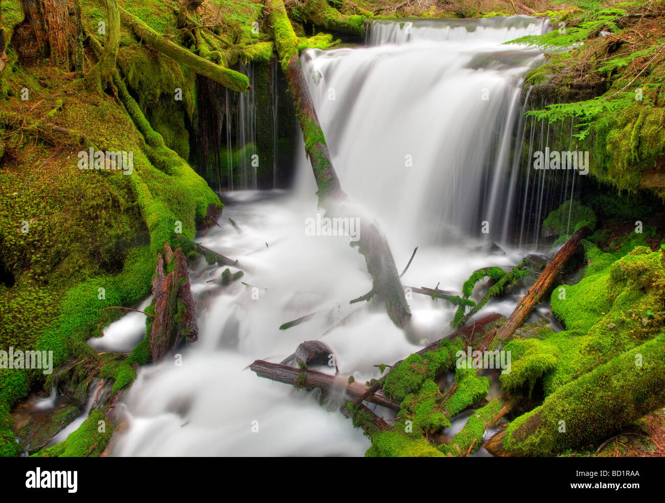 Big Spring Creek with mossy rocks and waterfalls Gifford Pinchot ...