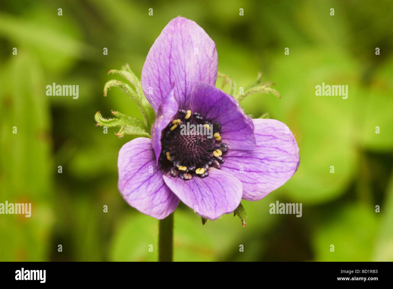 Israel Purple Anemone coronaria AKA Spanish marigold or Kalanit in ...