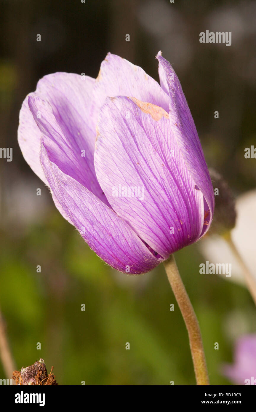 Israel Purple Anemone coronaria AKA Spanish marigold or Kalanit in ...