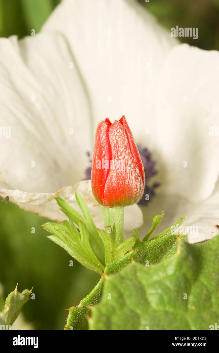 Israel Red and white Anemone coronaria AKA Spanish marigold or Kalanit ...