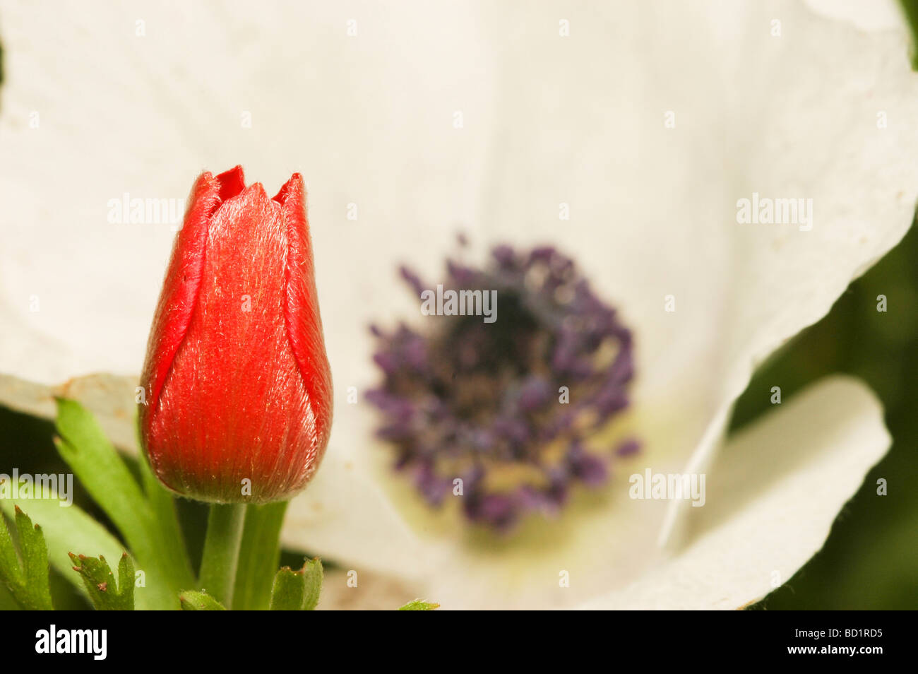 Israel Red and white Anemone coronaria AKA Spanish marigold or Kalanit ...