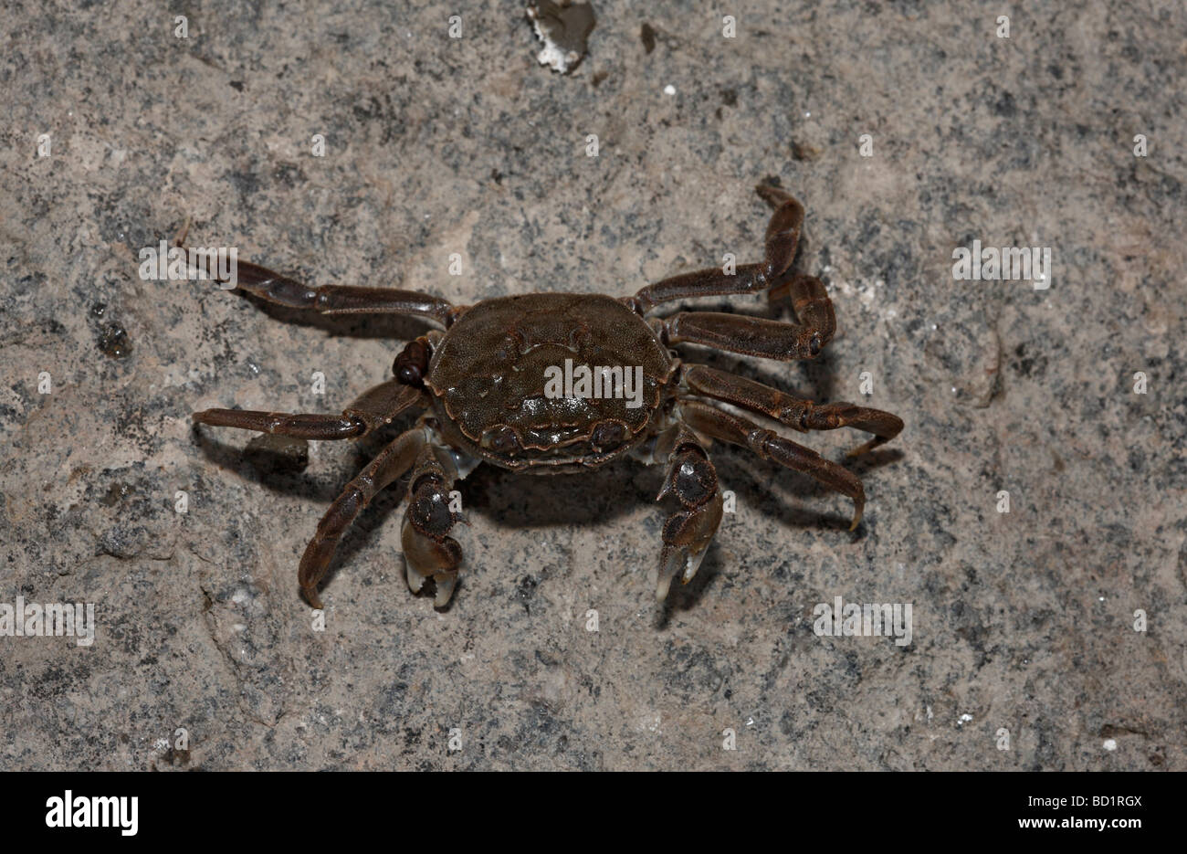 Uk chinese mitten crab hi-res stock photography and images - Alamy