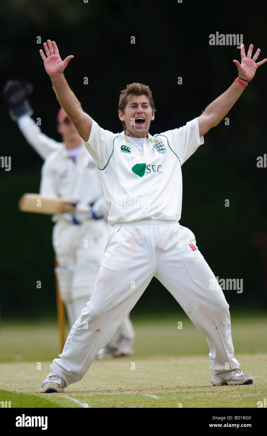 Cricket bowler appeals hi-res stock photography and images - Alamy