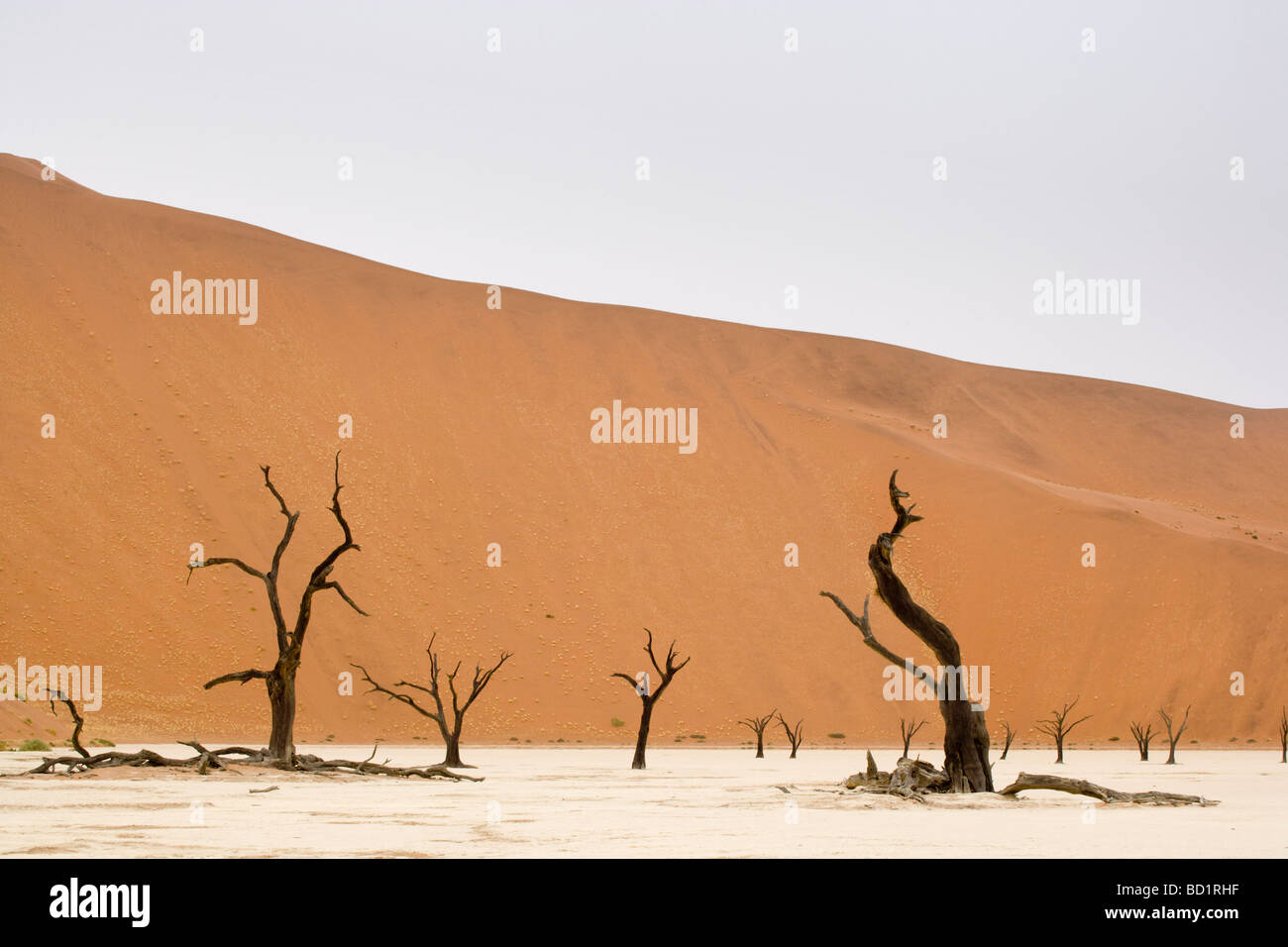 Dead trees of Deadvlei near Sossusvlei in the Namib desert Namibia ...