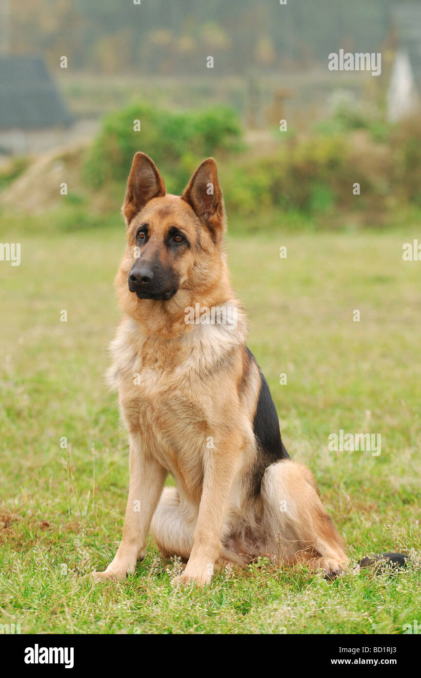 GERMAN SHEPHERD DOG in garden Stock Photo - Alamy