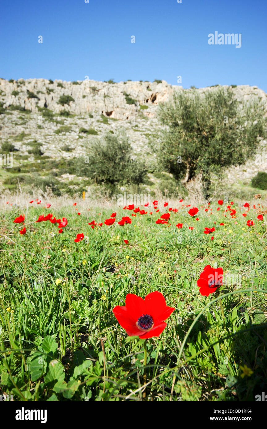 Israel Anemone coronaria AKA Spanish marigold or Kalanit in Hebrew ...