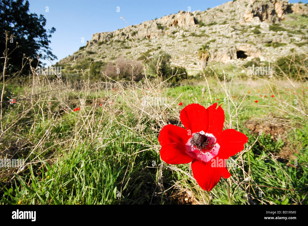 Israel Anemone coronaria AKA Spanish marigold or Kalanit in Hebrew ...