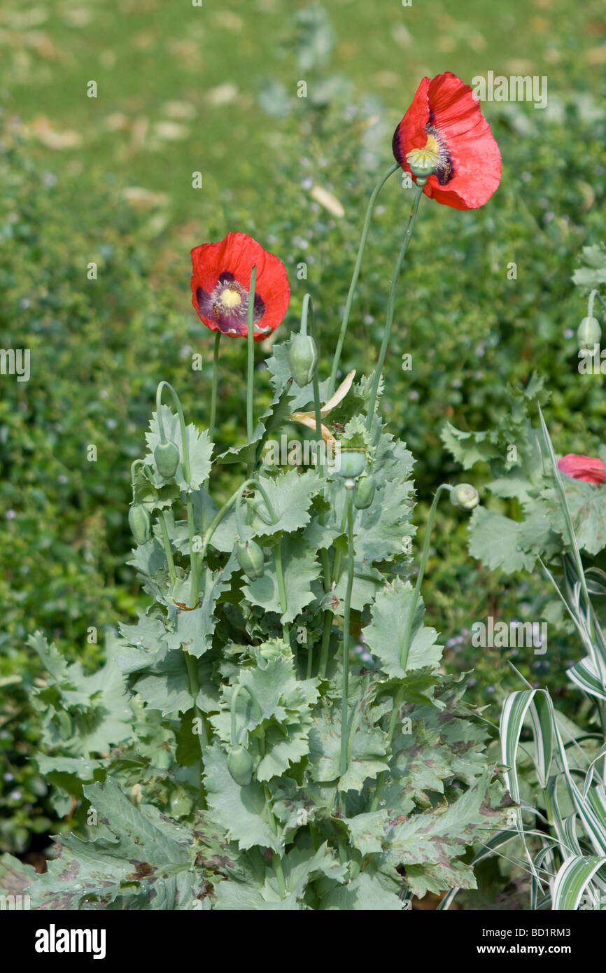 Field poppy corn hi-res stock photography and images - Alamy