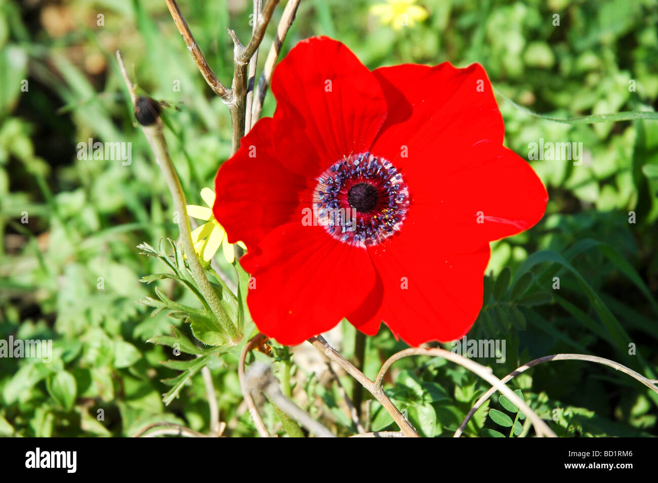 Israel Anemone coronaria AKA Spanish marigold or Kalanit in Hebrew ...