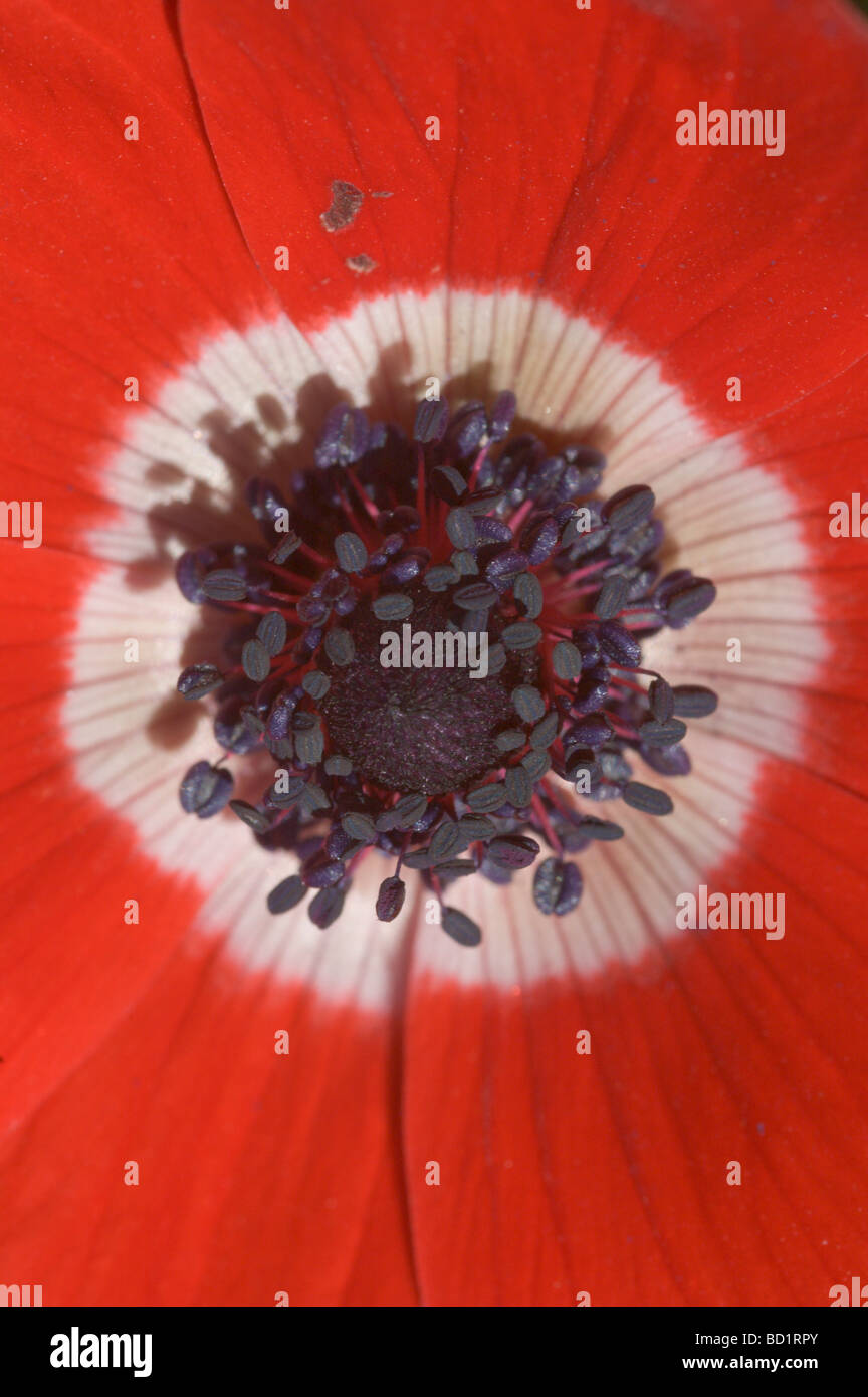 Israel Anemone coronaria AKA Spanish marigold or Kalanit in Hebrew ...