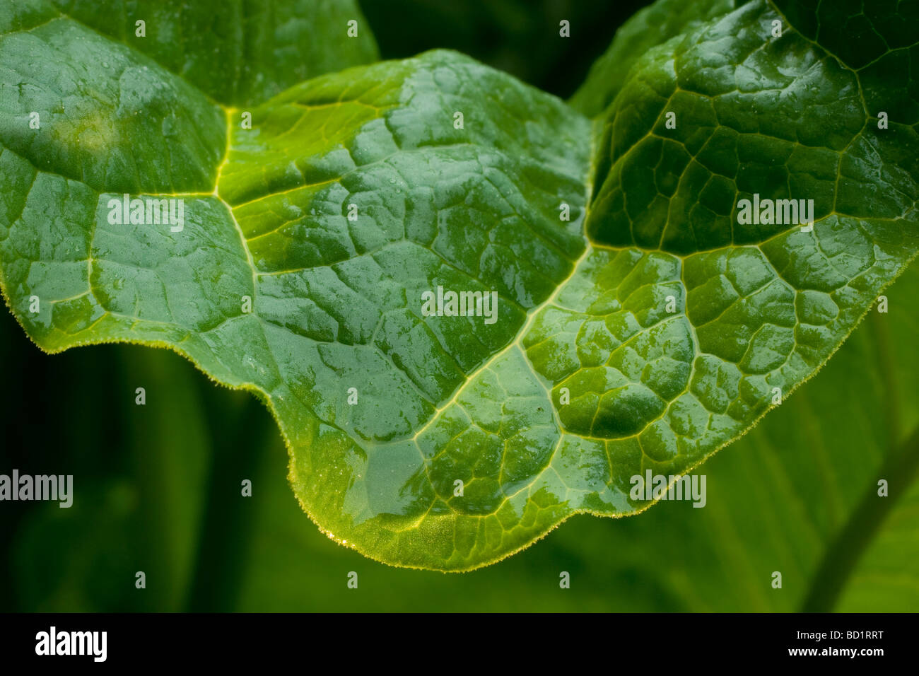 Bladnerv hi-res stock photography and images - Alamy