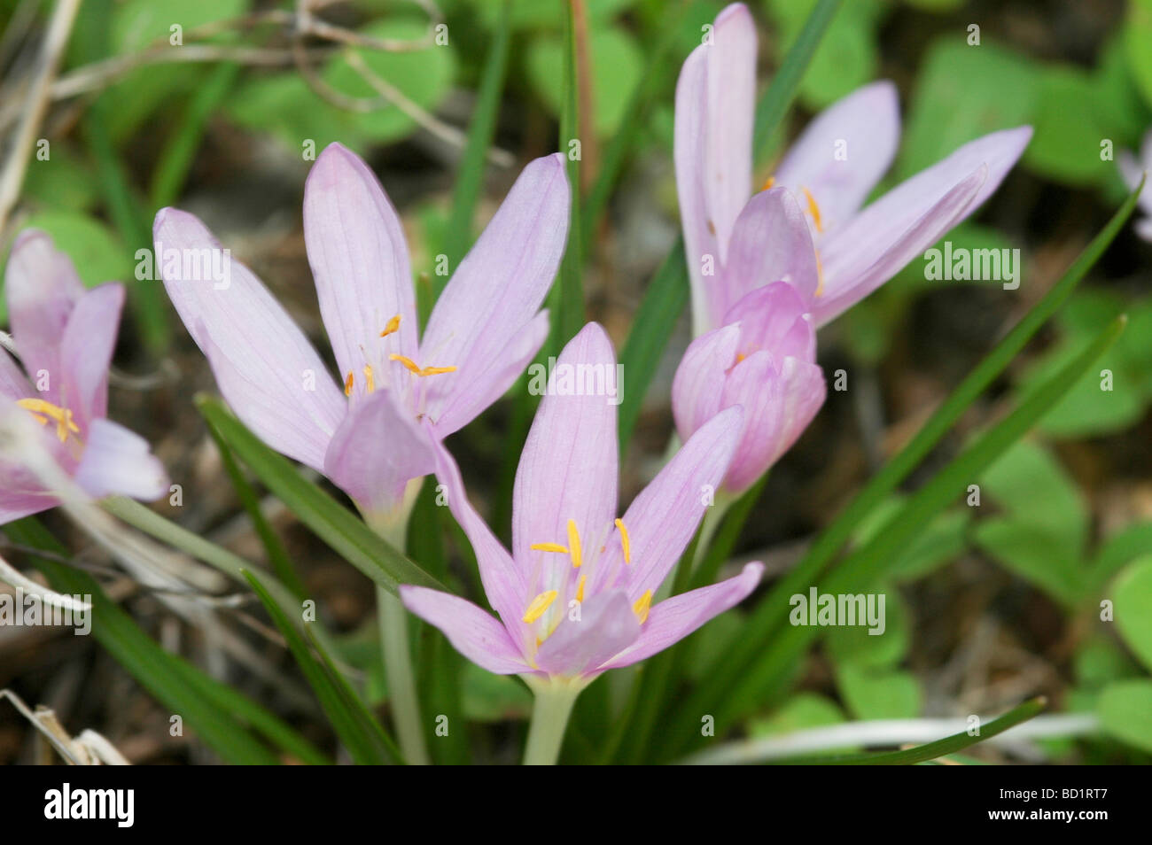 Stevenii High Resolution Stock Photography and Images - Alamy