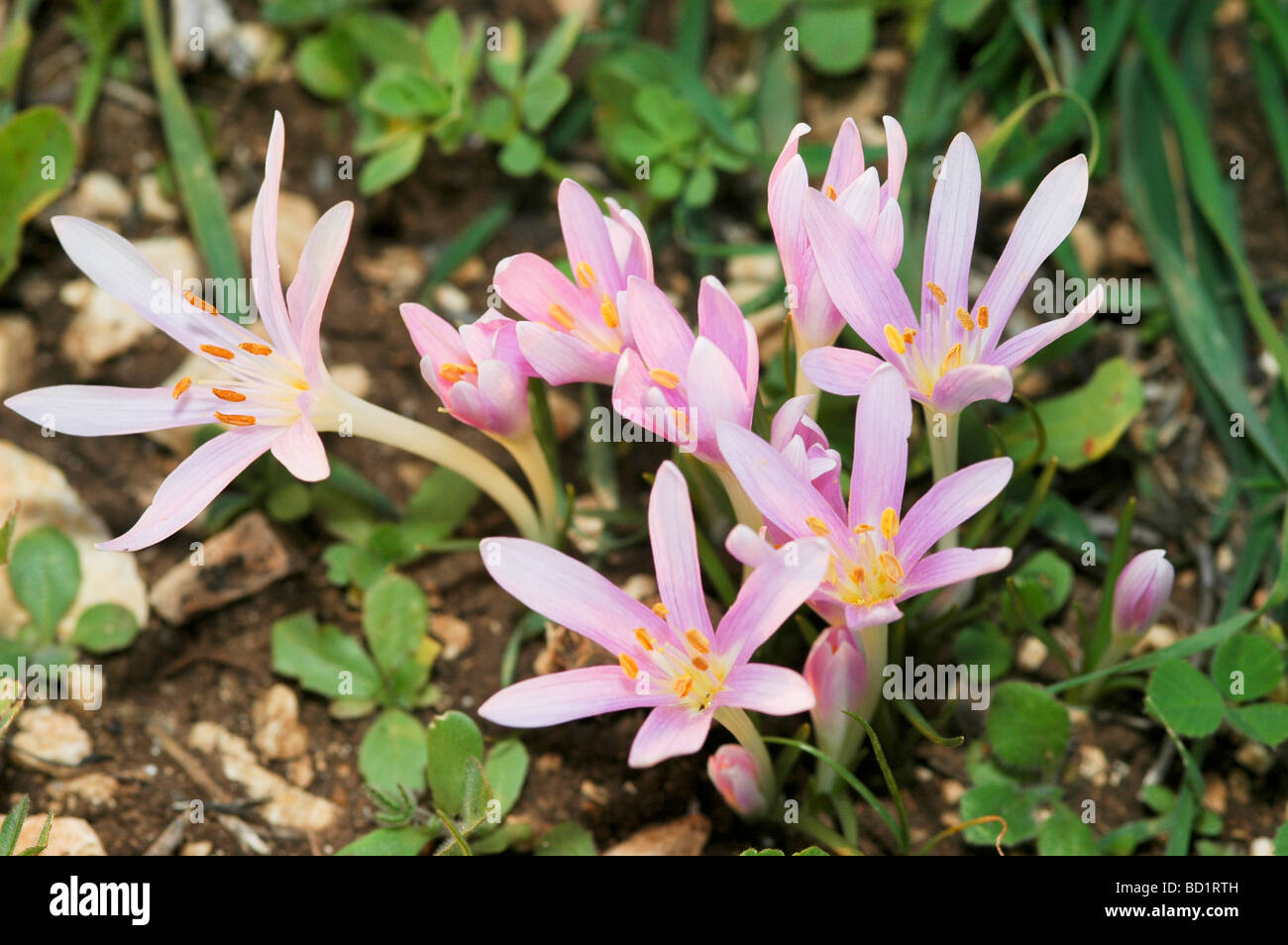 Israel Colchicum stevenii Steven s Meadow saffron Stock Photo - Alamy