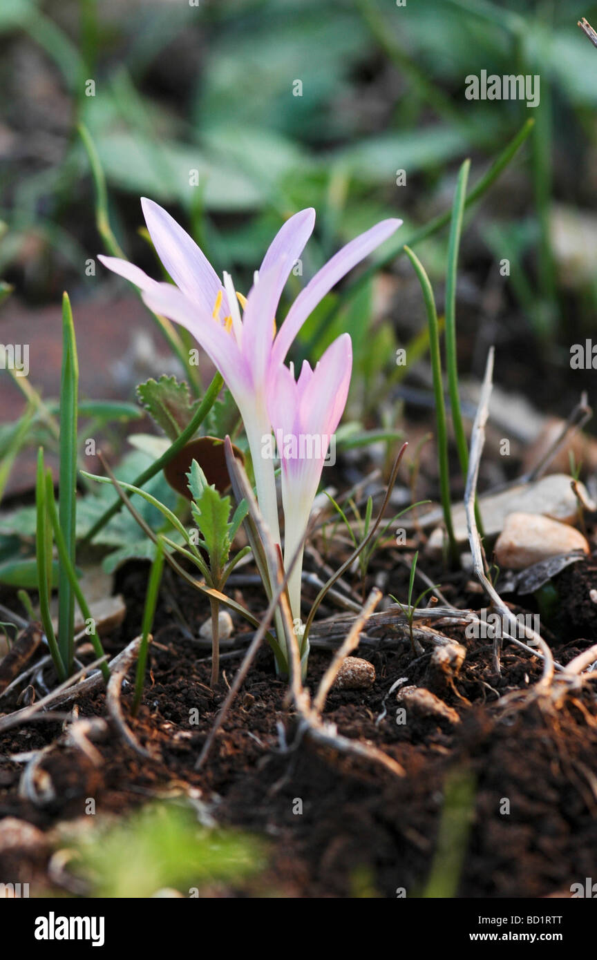 Stevenii High Resolution Stock Photography and Images - Alamy