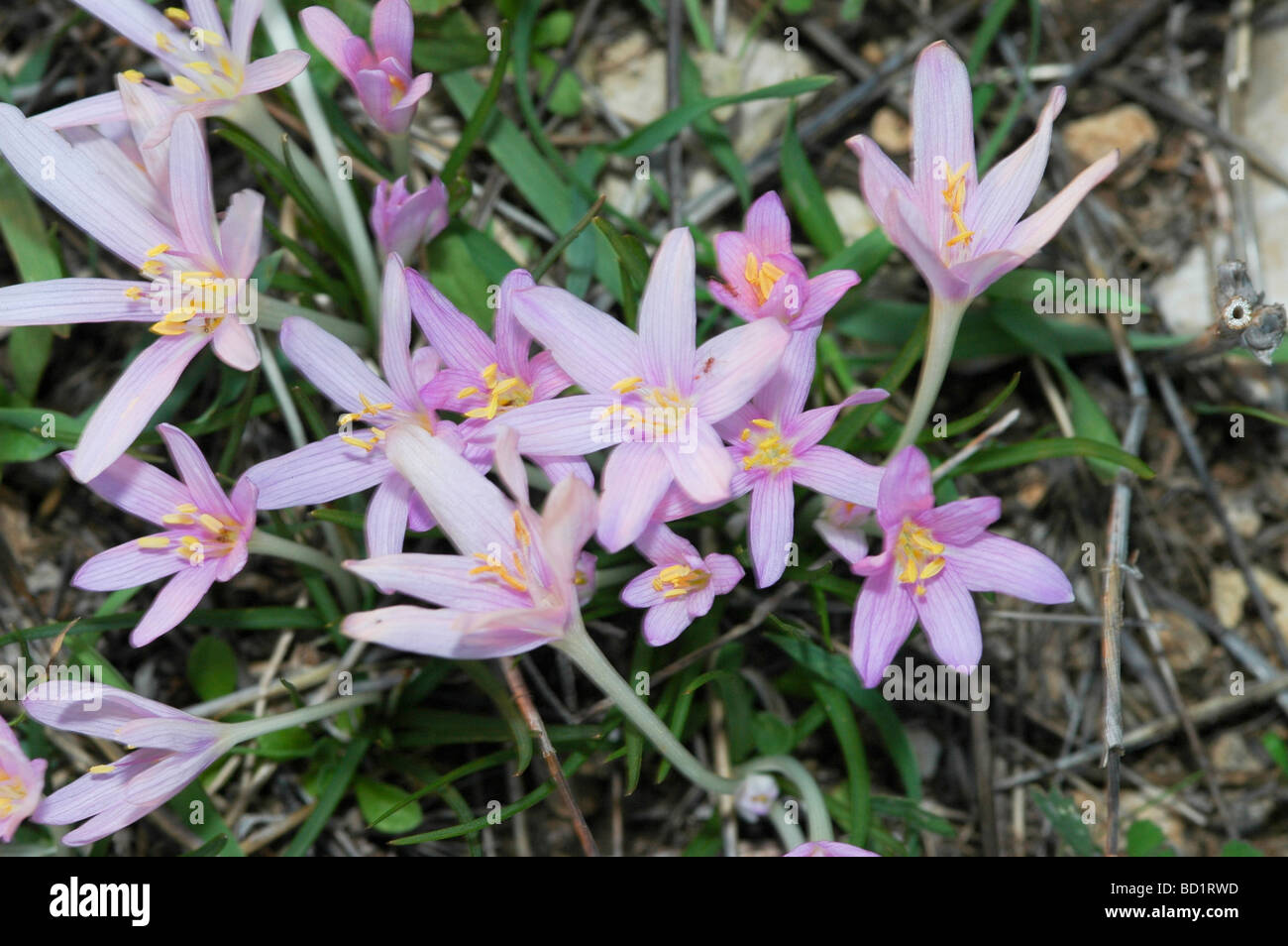 Stevenii High Resolution Stock Photography and Images - Alamy