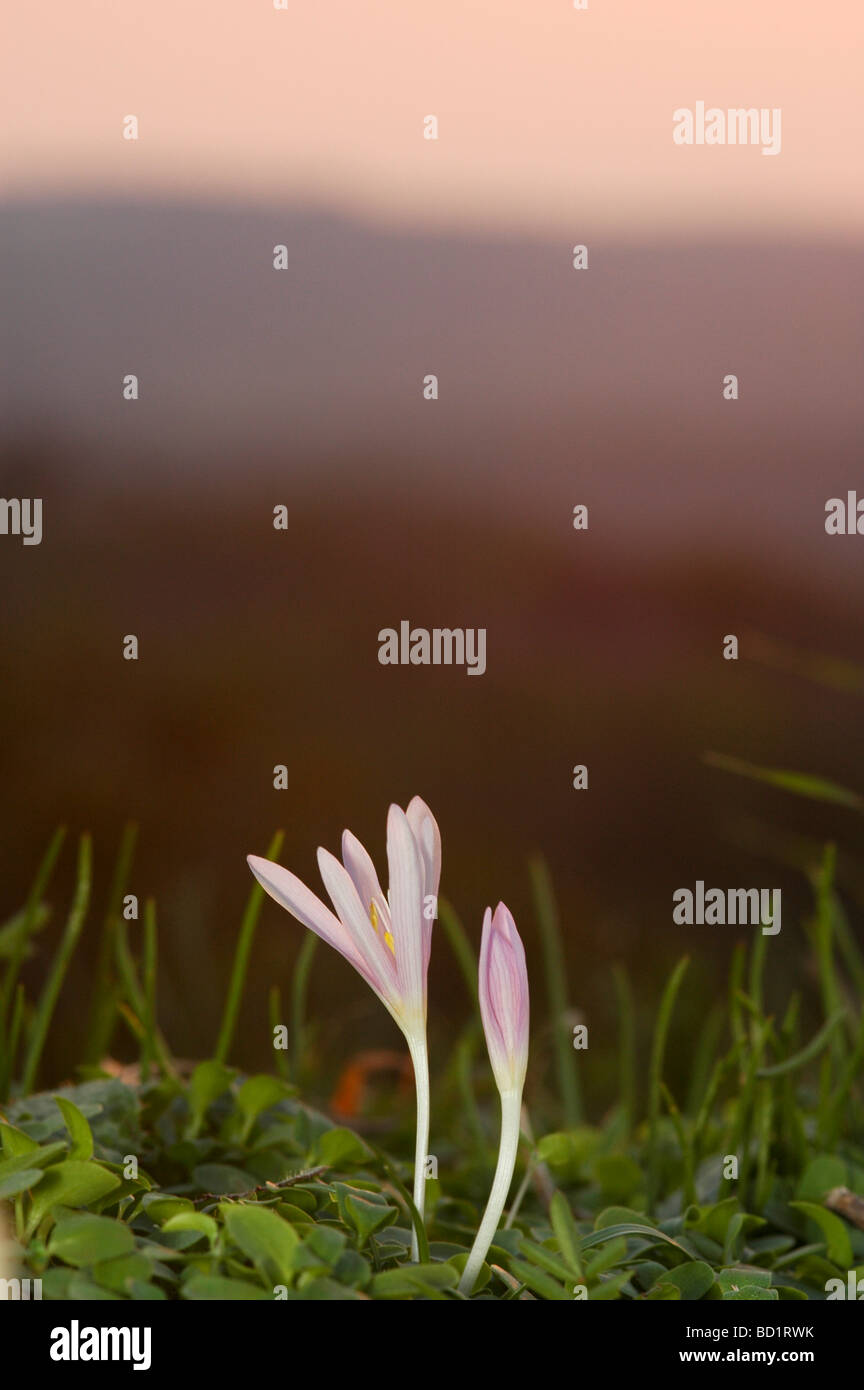 Stevenii hi-res stock photography and images - Alamy