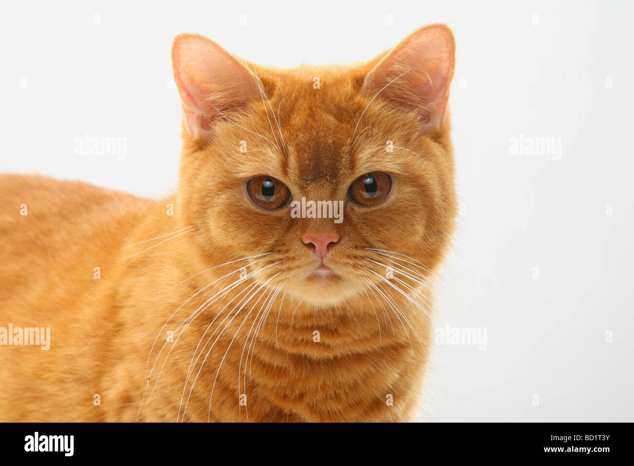 British Shorthair Cat solid red Stock Photo - Alamy
