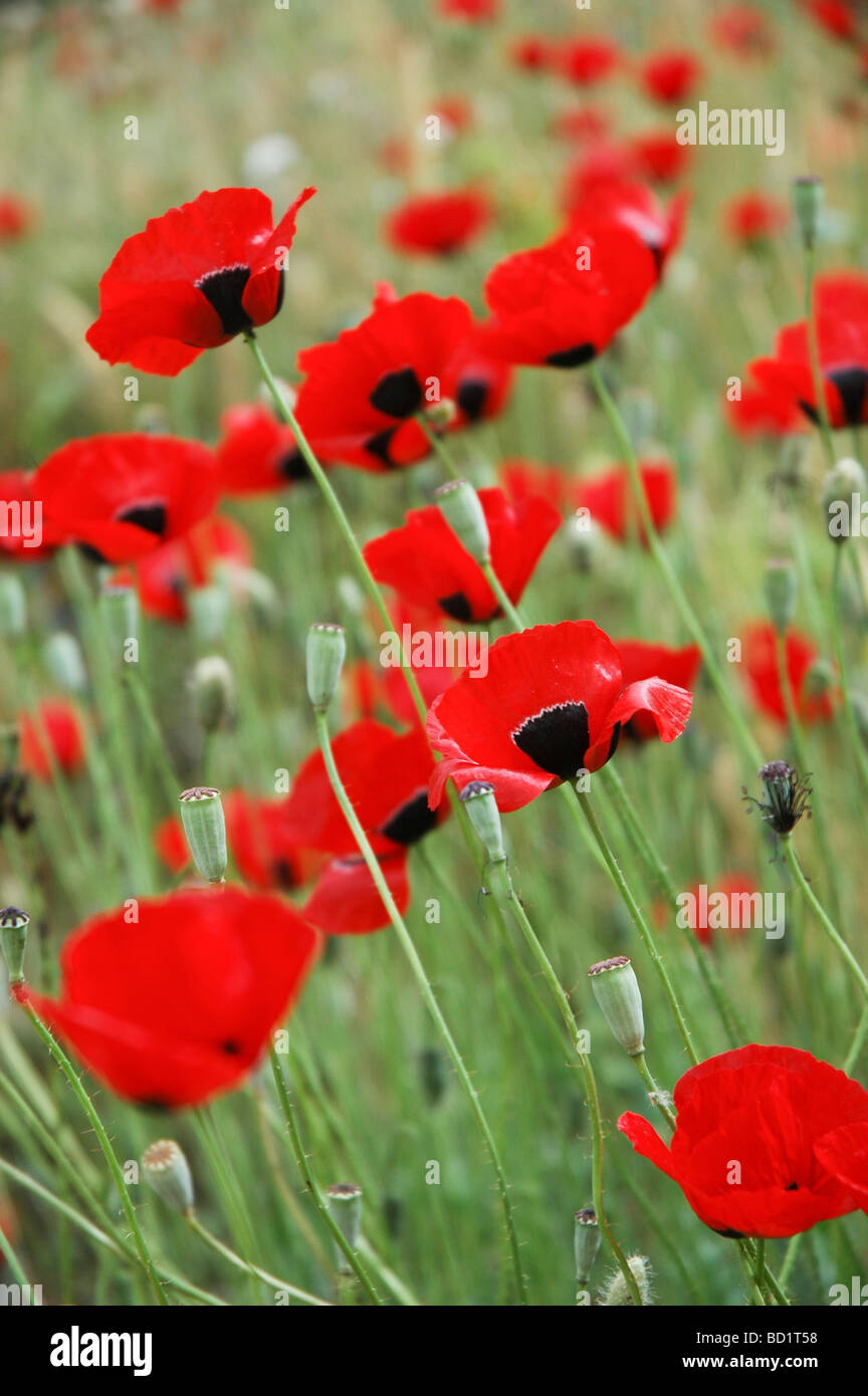 Israel a field of red poppies Papaver umbonatum Stock Photo - Alamy