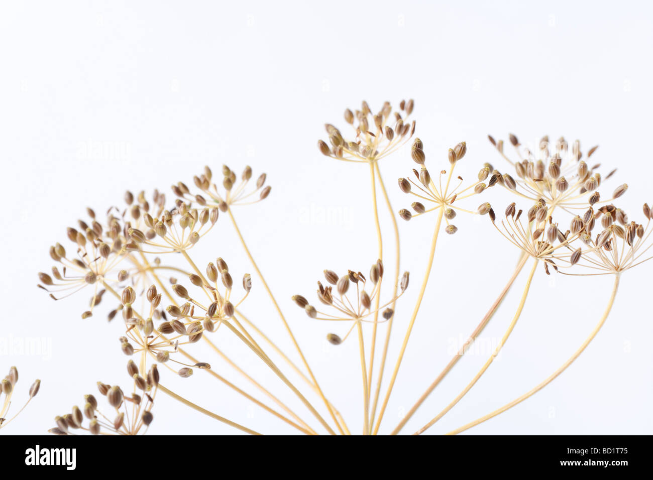 Anethum graveolens seeds Stock Photo - Alamy