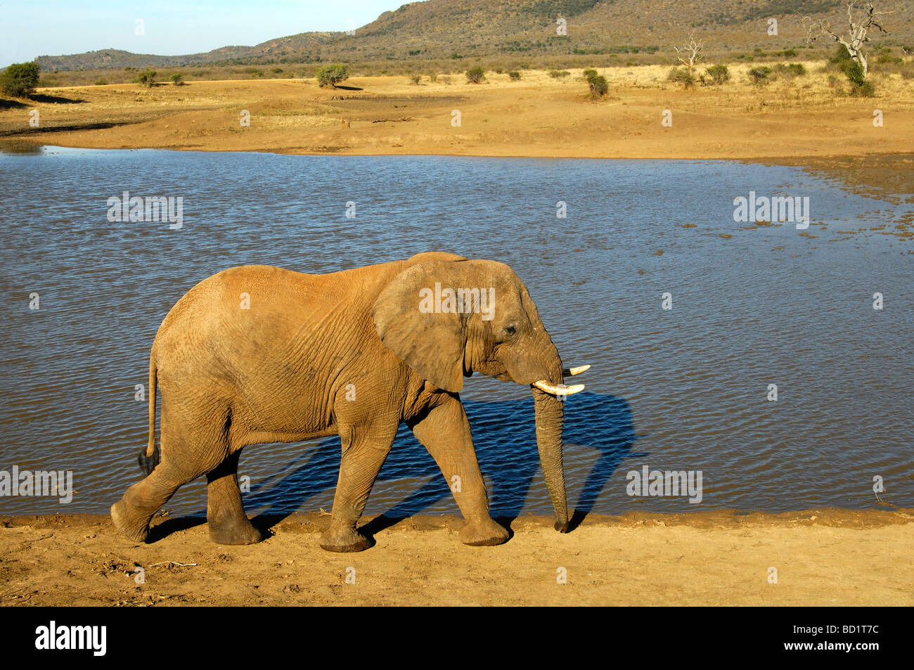 African Elephant strolling along the bank of the Tlou Dam water hole ...