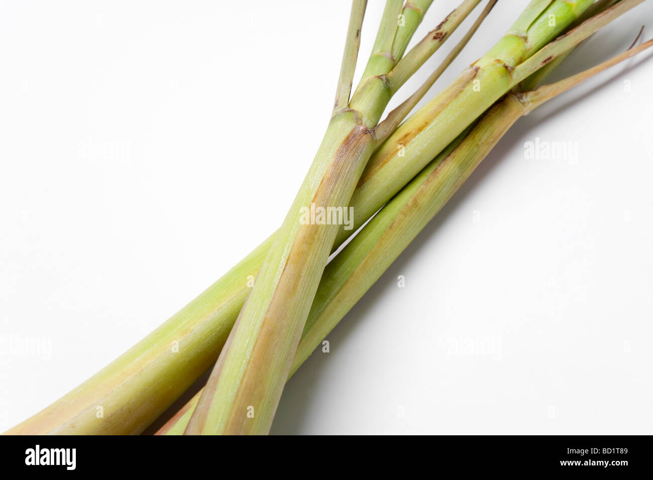 Cymbogon citratus lemon grass Stock Photo - Alamy