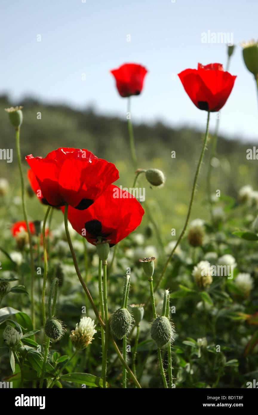 Israel a field of red poppies Papaver umbonatum Stock Photo - Alamy