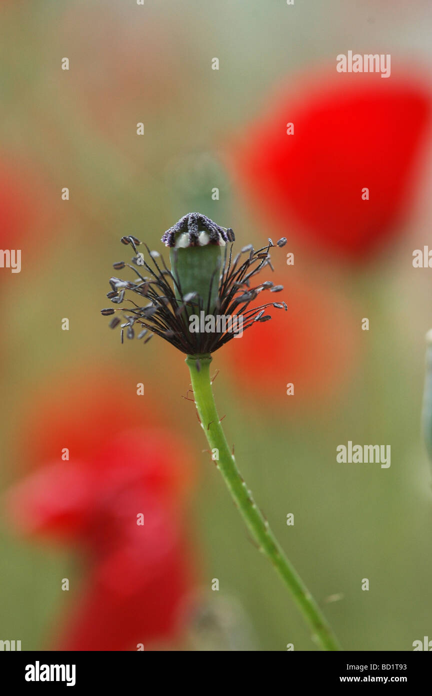 Israel red poppies Papaver umbonatum developing seed pod Stock Photo ...