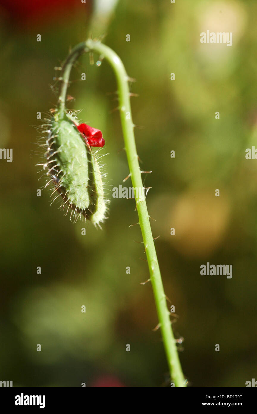 Israel red poppies Papaver umbonatum Opening flower bud Stock Photo - Alamy