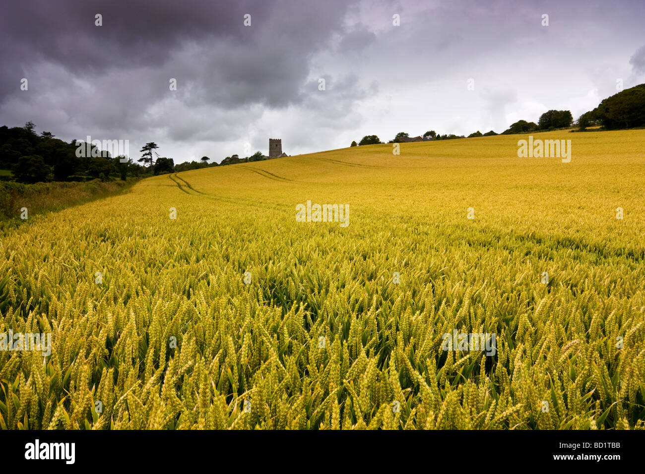 Corn field uk hi-res stock photography and images - Alamy