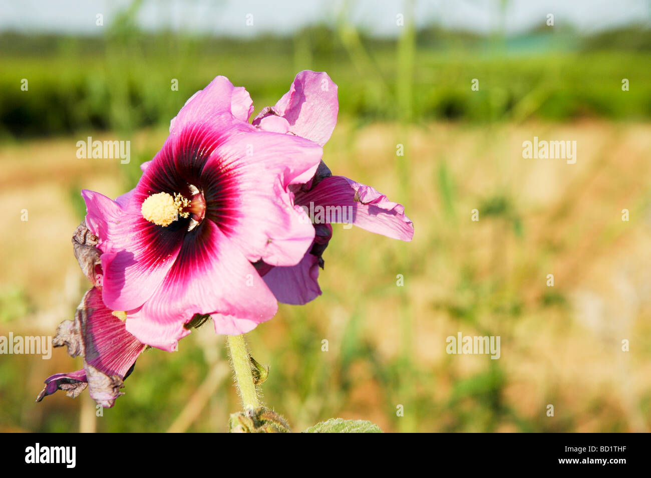 Israel Alcea setosa Bristly Hollyhock Stock Photo - Alamy