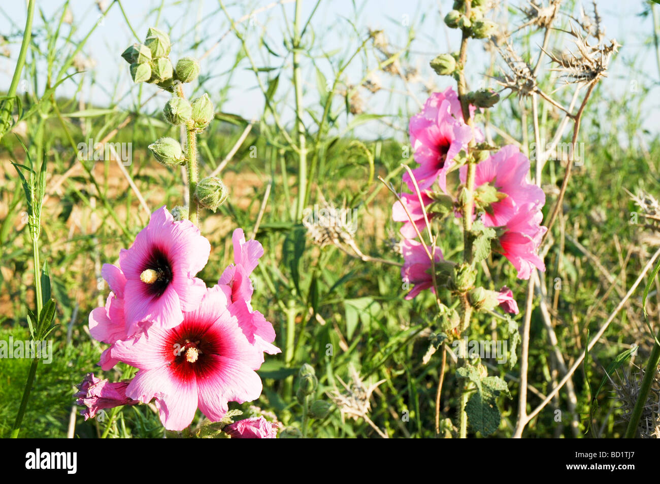 Israel Alcea setosa Bristly Hollyhock Stock Photo - Alamy