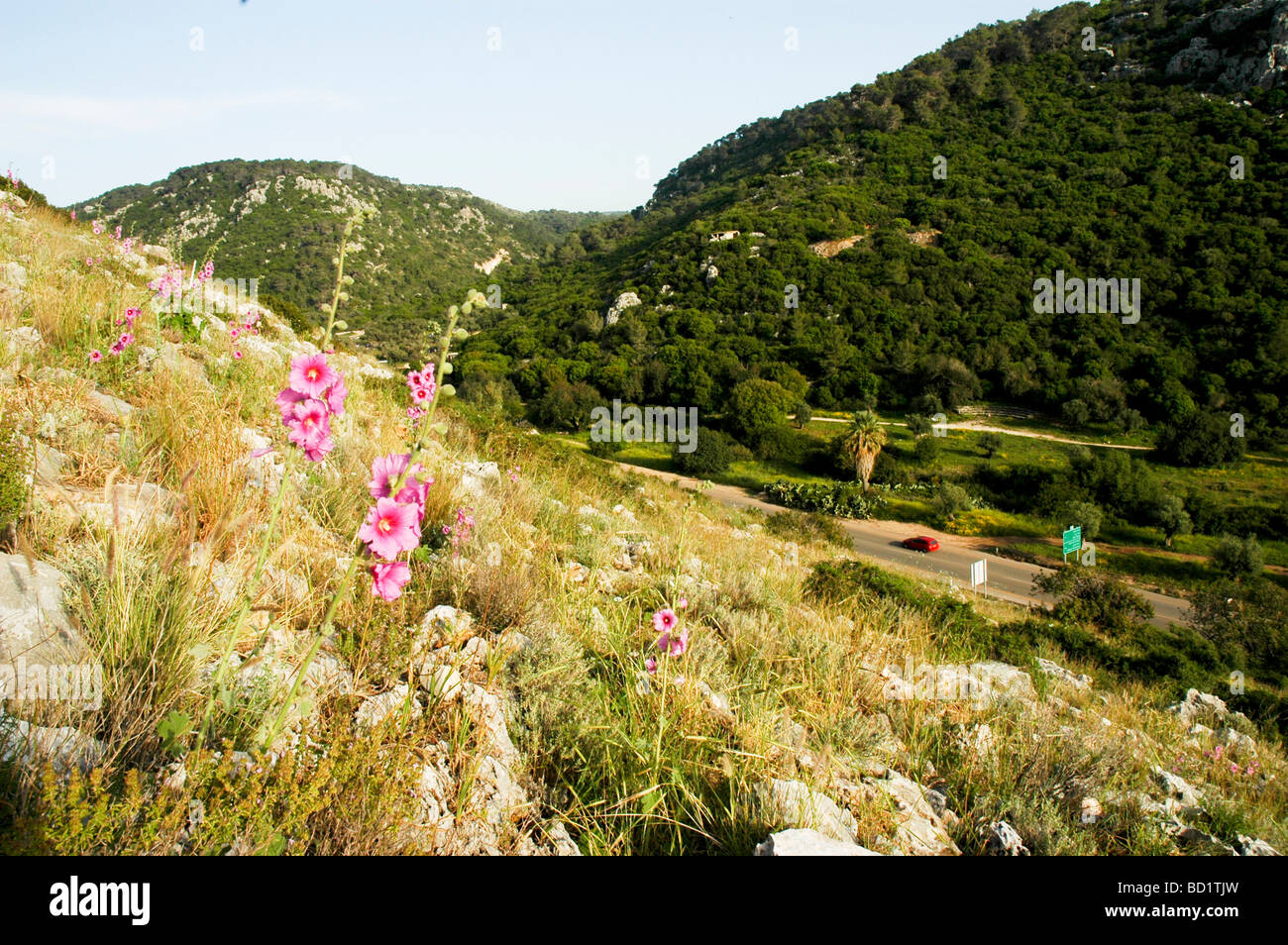 Israel Alcea setosa Bristly Hollyhock Stock Photo - Alamy