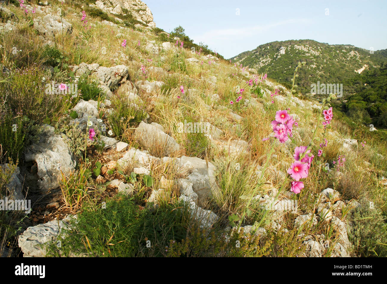 Israel Alcea setosa Bristly Hollyhock Stock Photo - Alamy