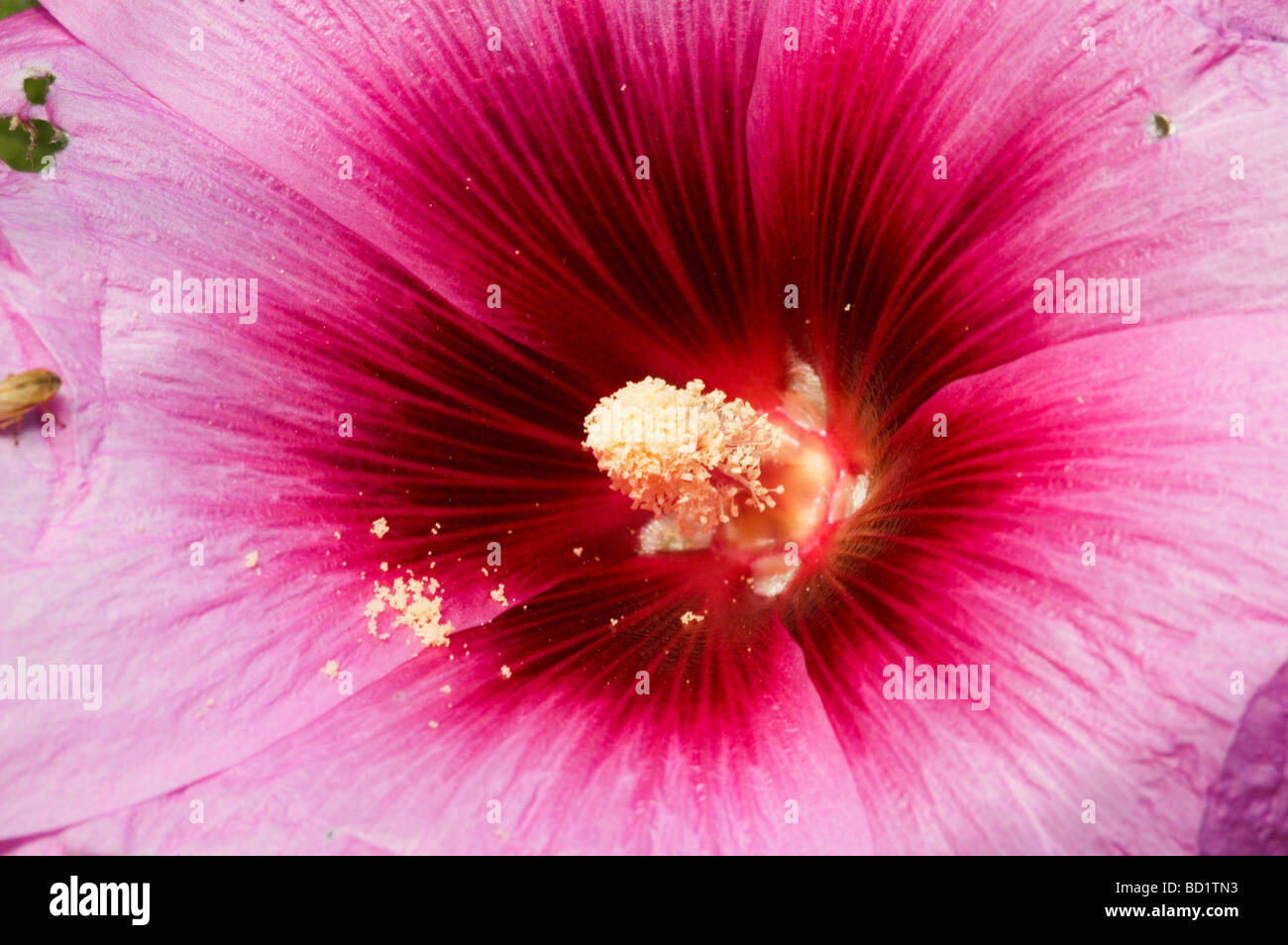 Israel Alcea setosa Bristly Hollyhock Stock Photo - Alamy