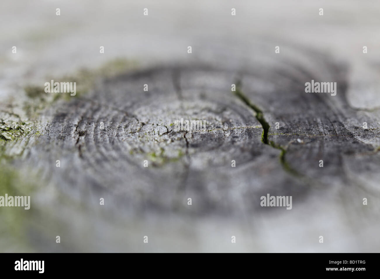 Detailed view of the structure of wood - shallow depth of field Stock ...