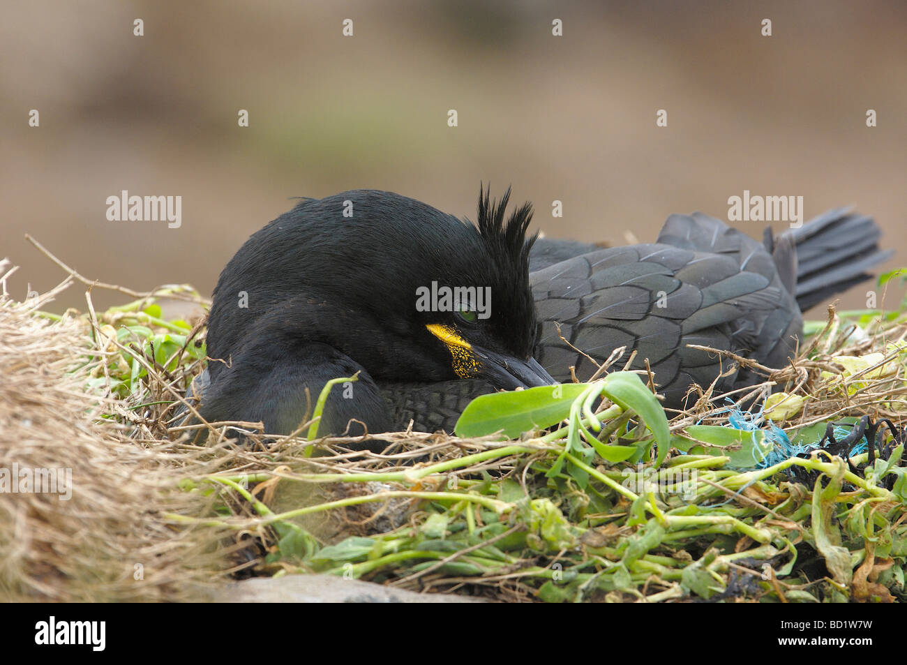 Shag u hi-res stock photography and images - Alamy