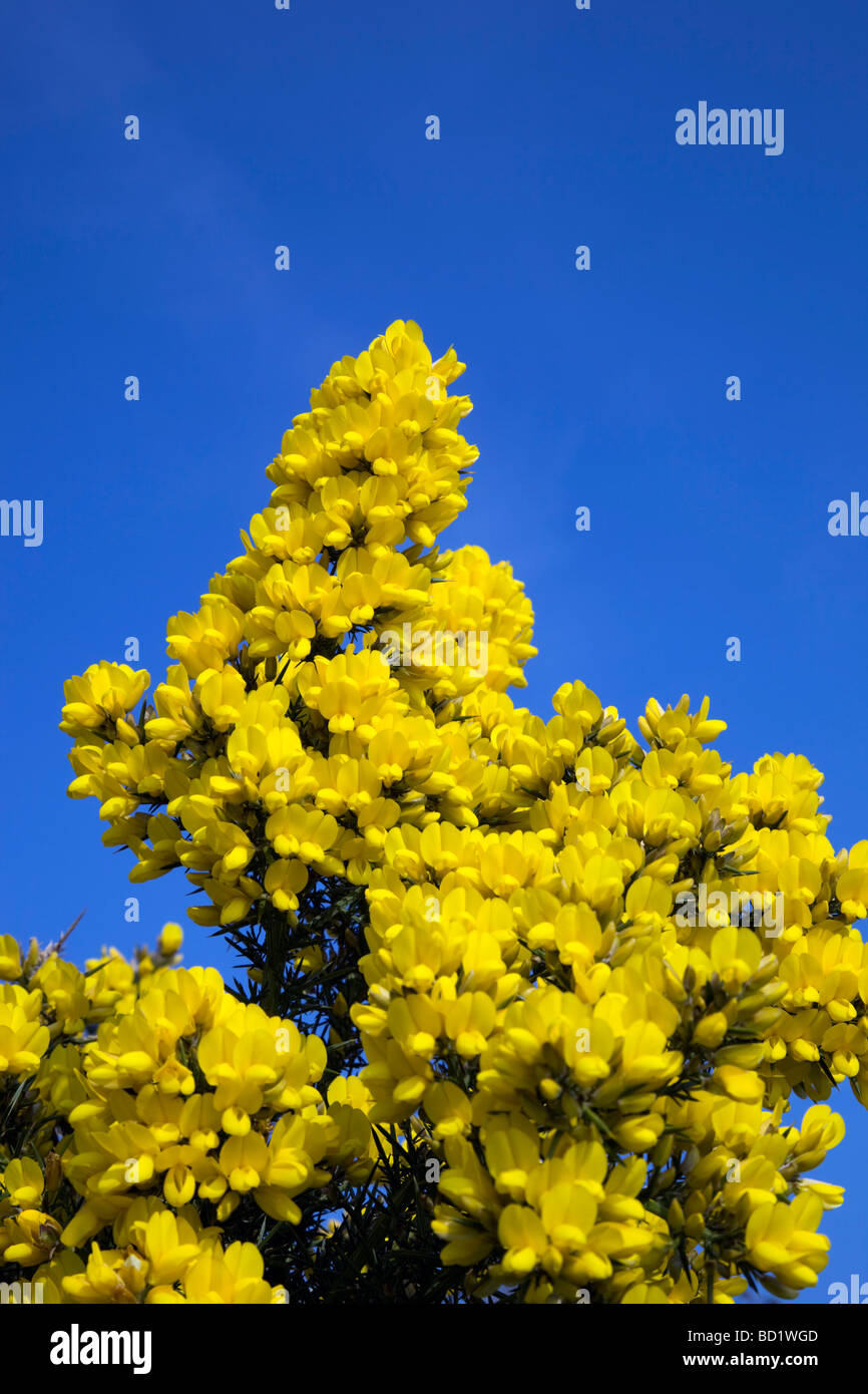 Ulex europaeus european hi-res stock photography and images - Alamy