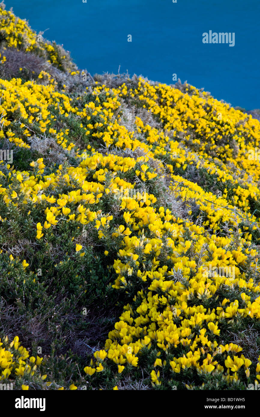gorse european Ulex europaeus coastal cornwall Stock Photo - Alamy