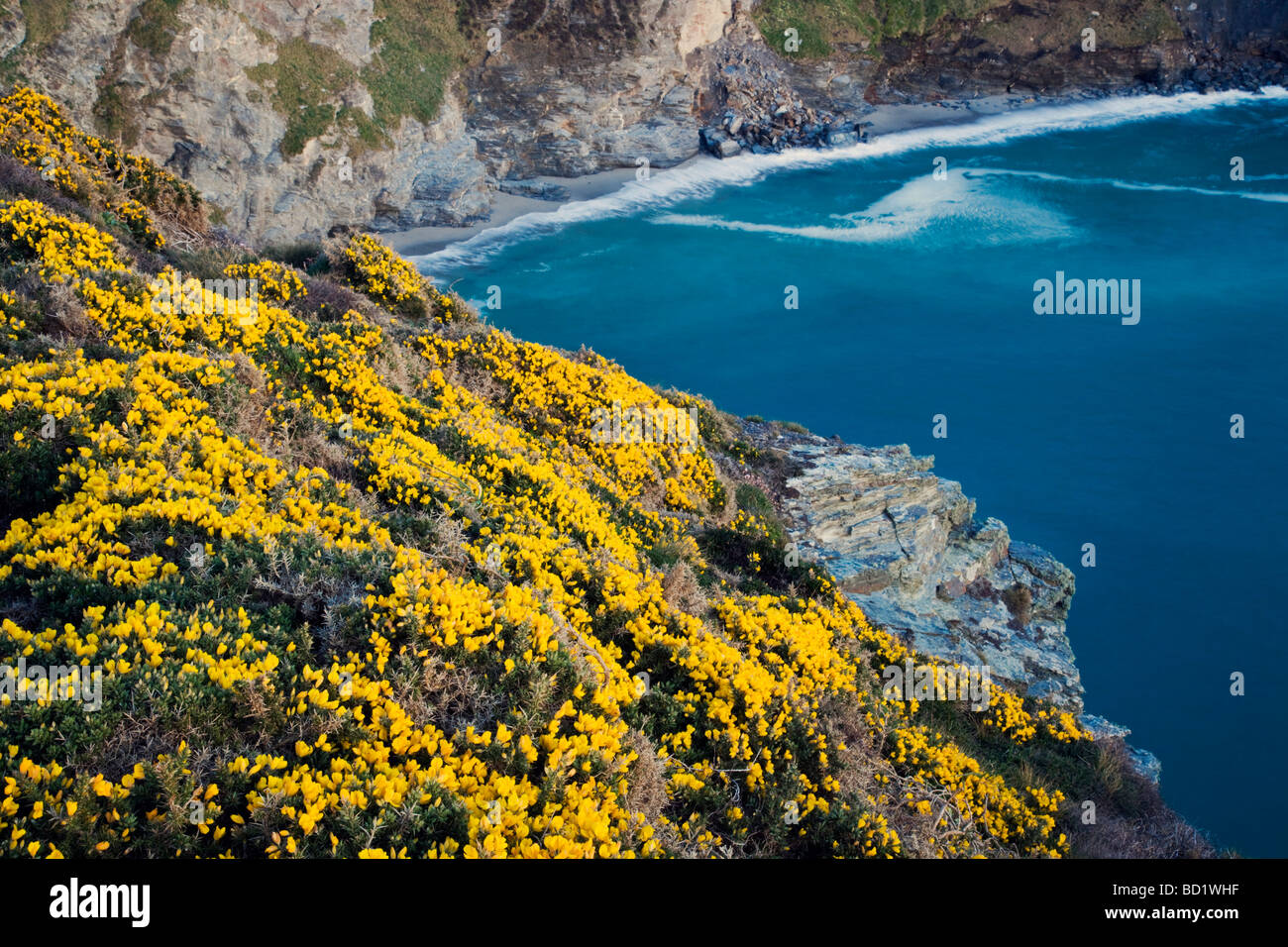 gorse european Ulex europaeus coastal cornwall Stock Photo - Alamy