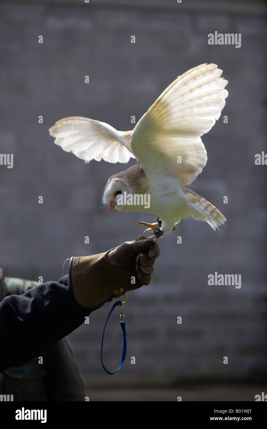 Captive hi-res stock photography and images - Alamy