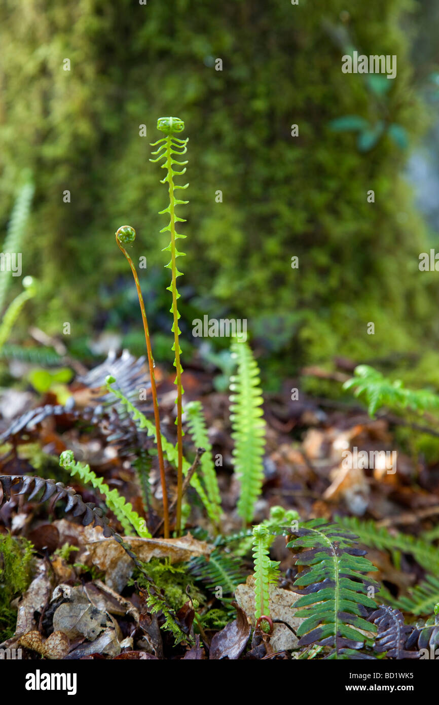Hard fern hi-res stock photography and images - Alamy