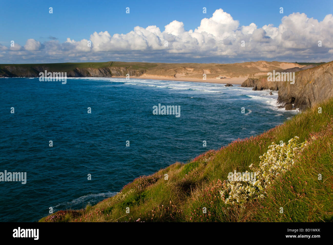 Scurvy grass hi-res stock photography and images - Alamy