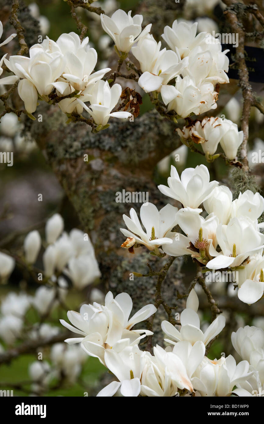 Magnolia colour hi-res stock photography and images - Alamy