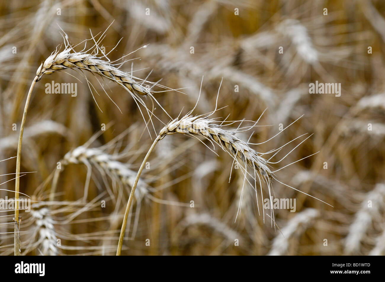 Barley ear detail hi-res stock photography and images - Alamy