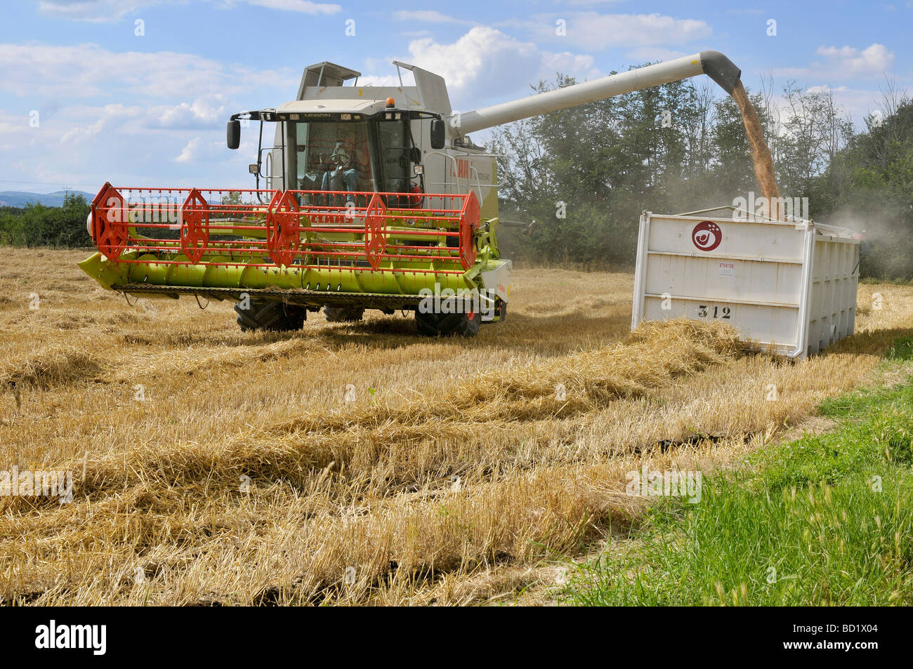 A combine harvester pouring grains Stock Photo - Alamy