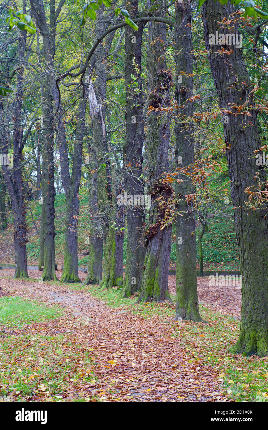 Dry tree foliage and pedestrian path in autumn city park Stock Photo ...