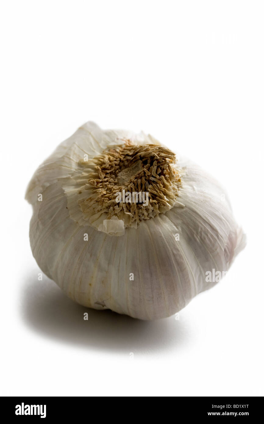 Full bulb Cut Out Stock Images & Pictures - Alamy