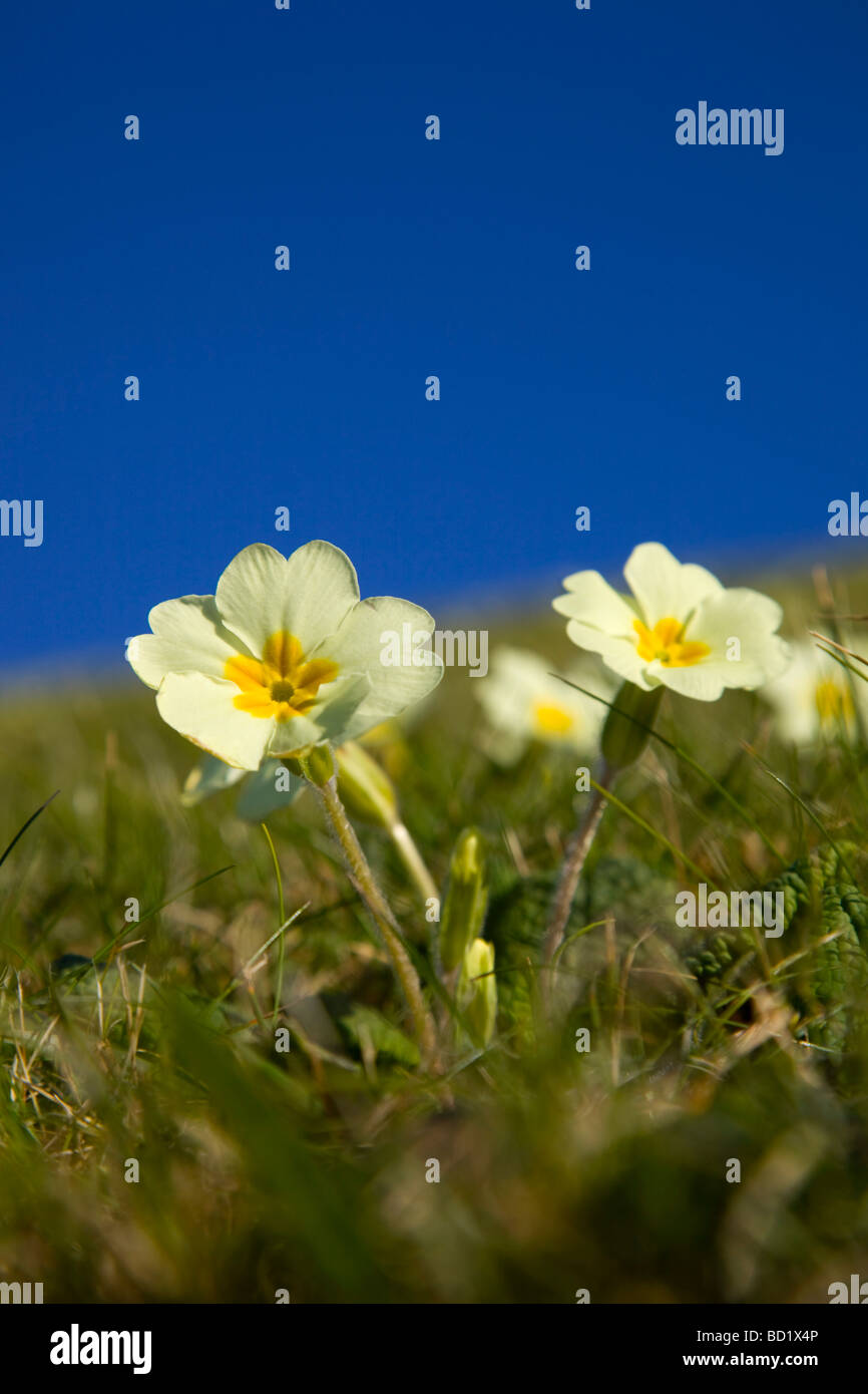 primroses Primula vulgaris spring cornwall Stock Photo - Alamy